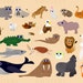 Animal Clipart PNG | Zoo Wild Life Graphic Set | Digital Instant ...
