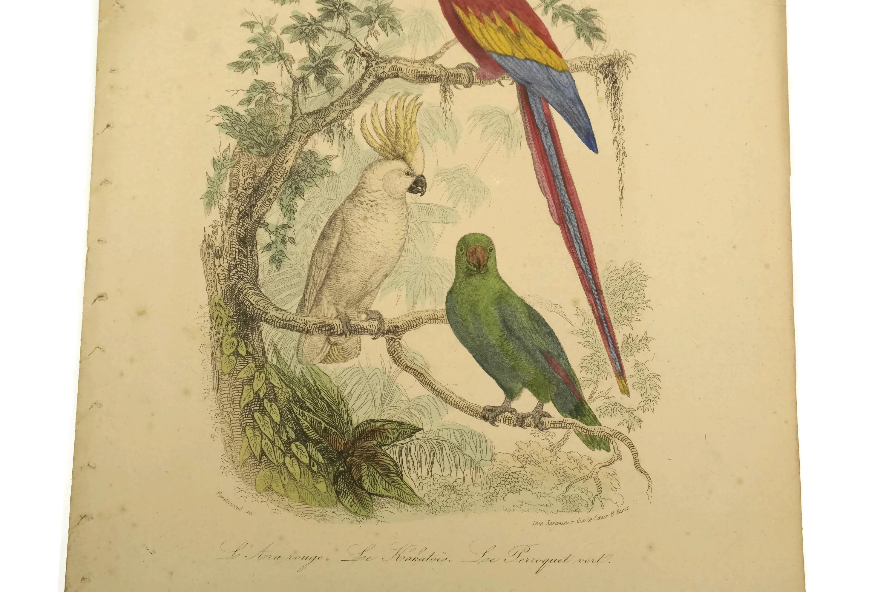 Vintage Parrot Illustration