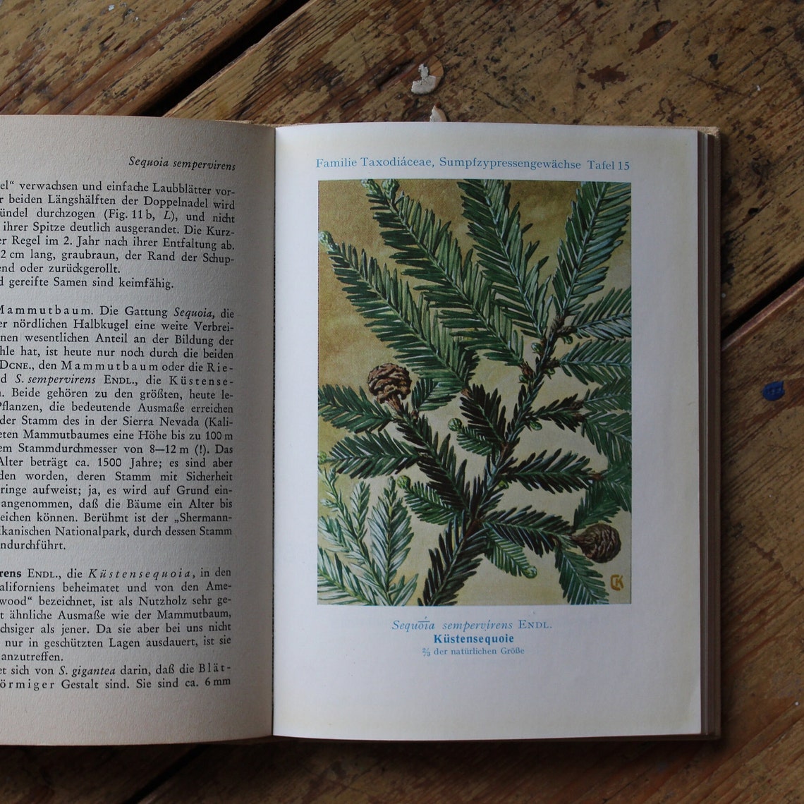 Vintage German 50s Botanical Illustrated Book Winters ...
