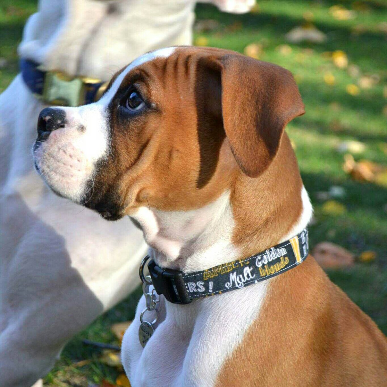 Craft Beer Dog Collar Boy Dog Collar Designer Dog | Etsy
