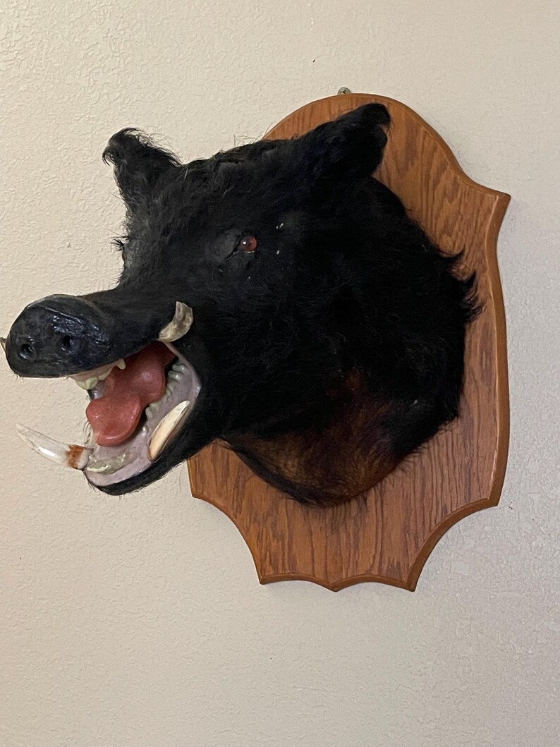 Wild Boar Taxidermy, Wild Pig Head, Vintage Taxidermy, Wild Hog Mount ...