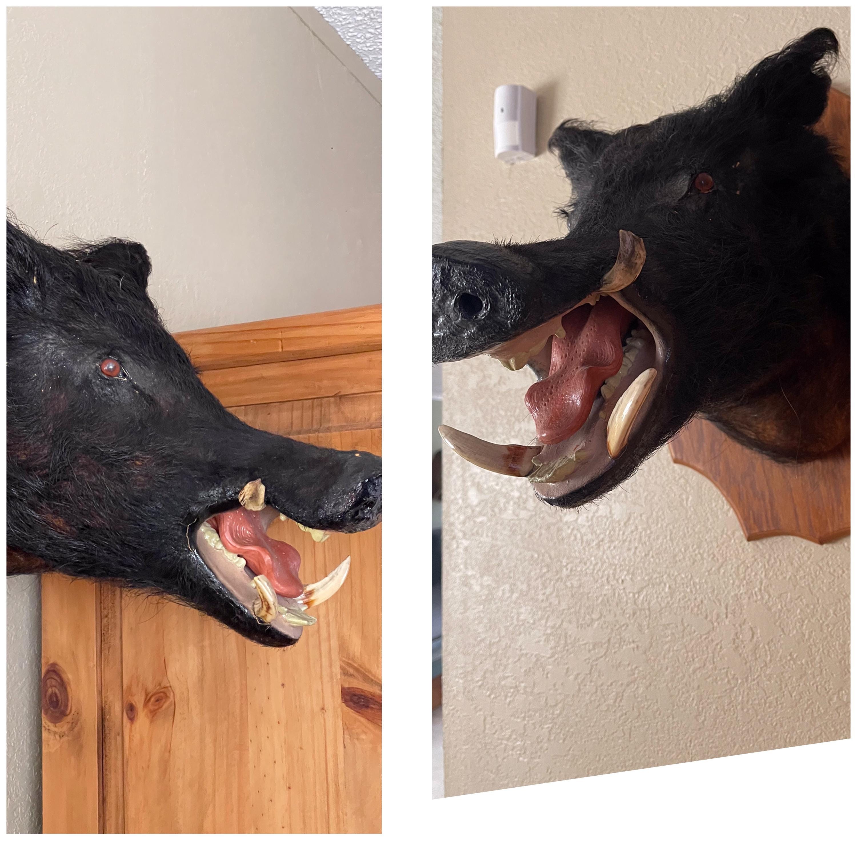 Wild Boar Taxidermy, Wild Pig Head, Vintage Taxidermy, Wild Hog Mount ...