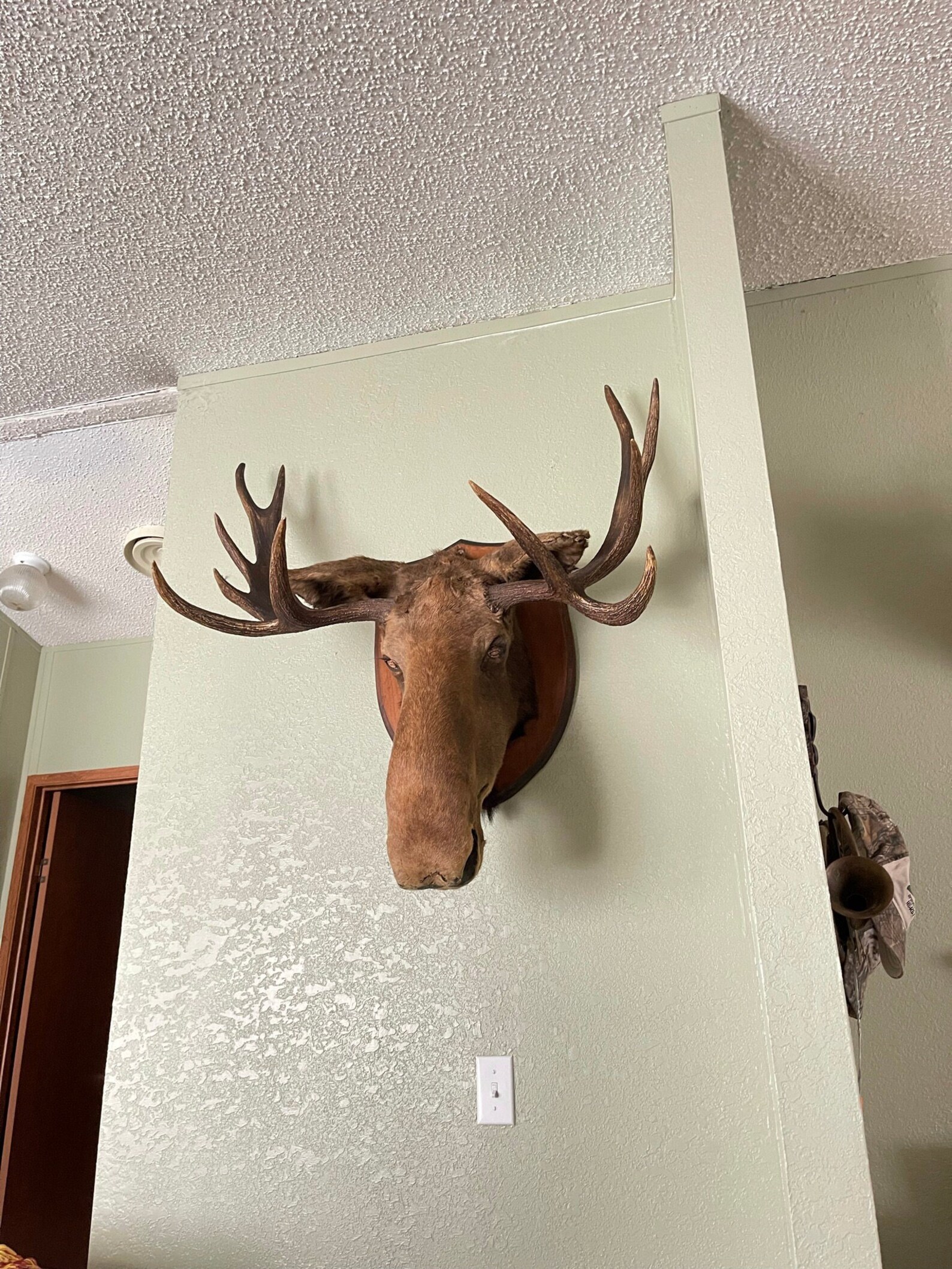 Moose Mount Taxidermy Moose wall decor vintage mount wall | Etsy