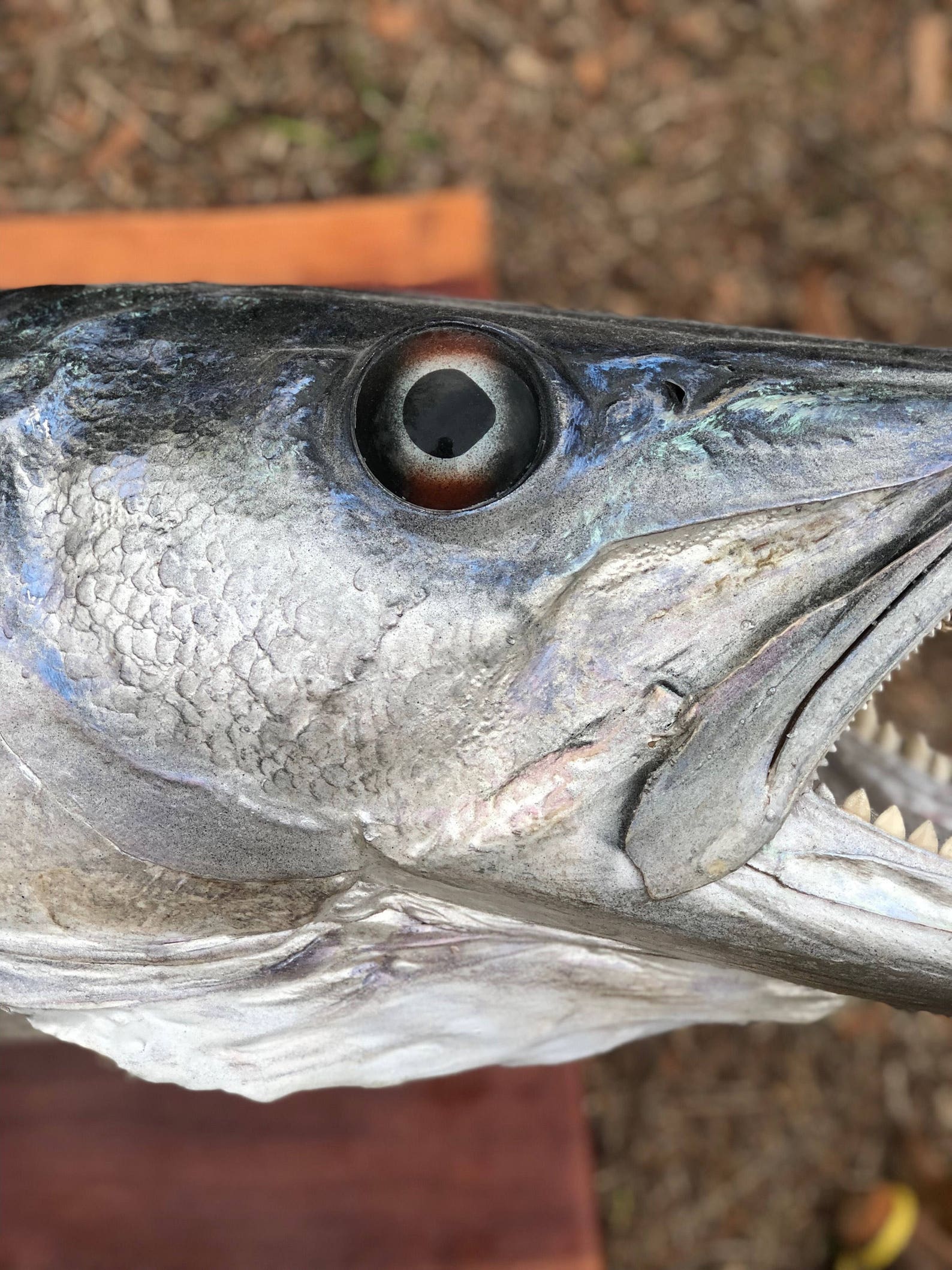 Fish Mount Natural Fish Mounts Barracudavintage Mount Wall - Etsy