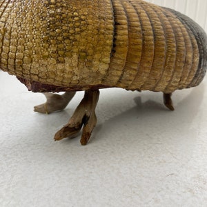 Armadillo Mount, Hand Carved Armadillo, Glyptodon Taxidermy Animal,folk ...