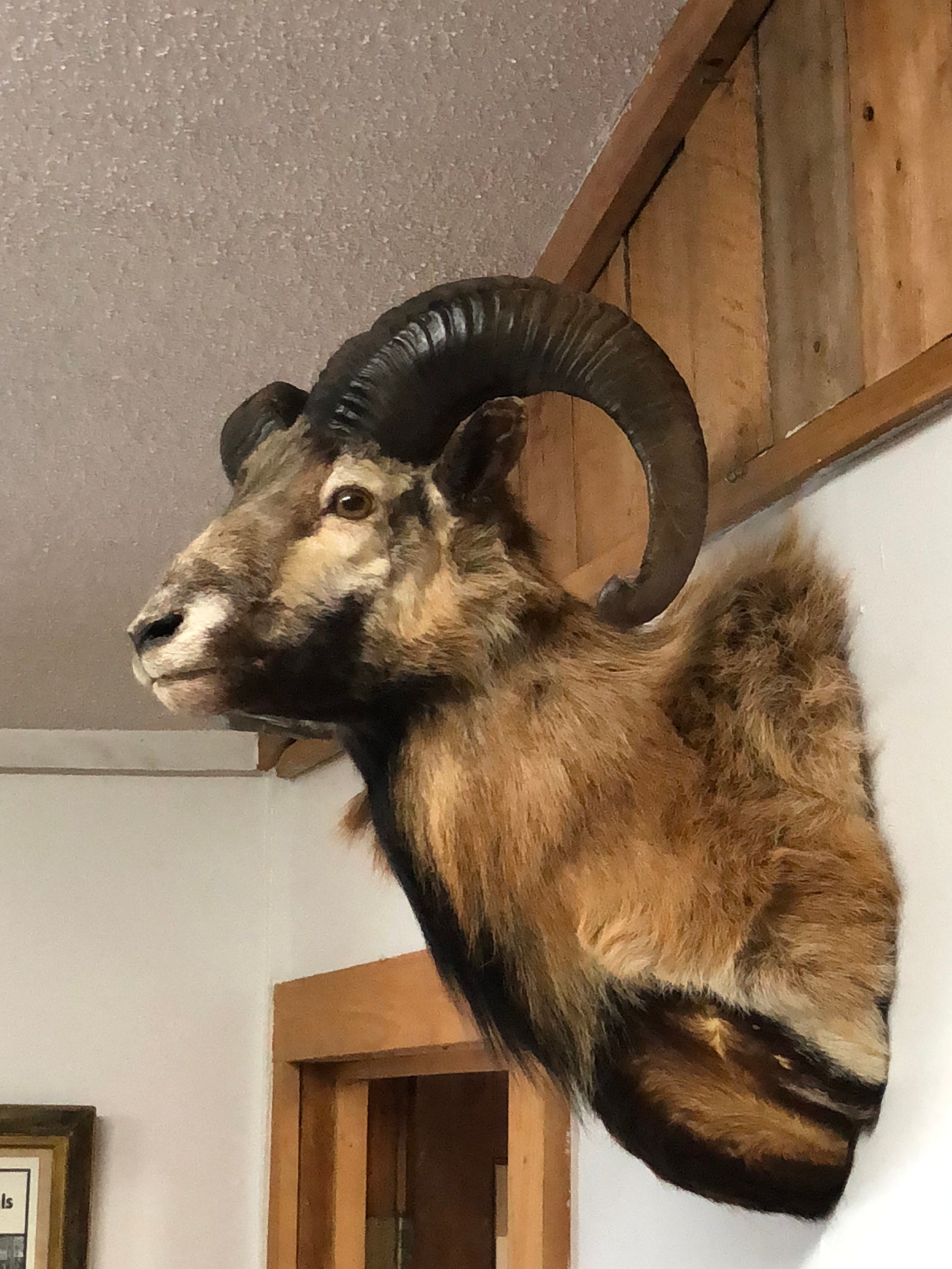 Vintage Taxidermy Sheep Mount Taxidermy Big Horn Sheep | Etsy