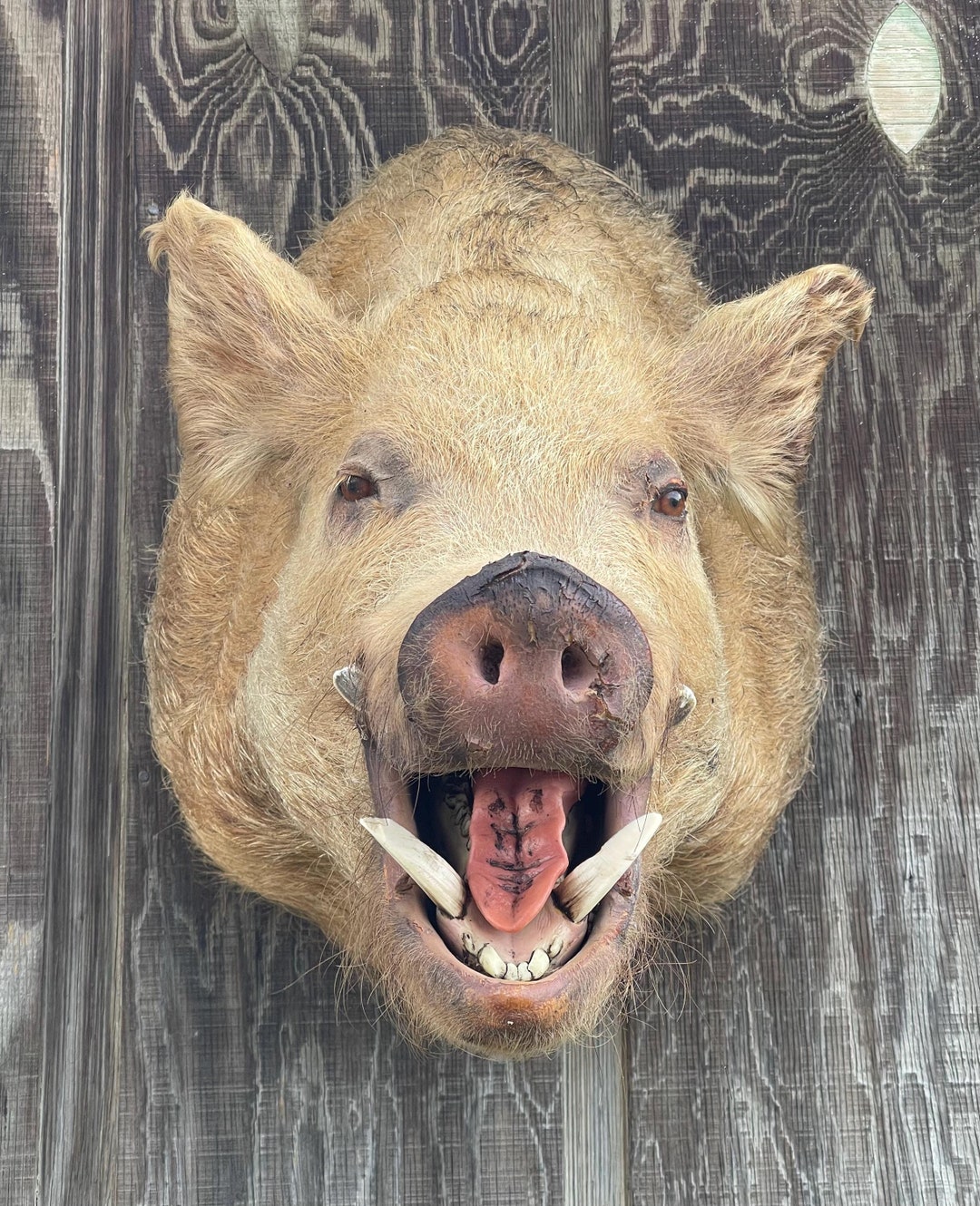 Wild Boar Taxidermy, Wild Pig Mount, Vintage Taxidermy, Wild Hog Mount ...