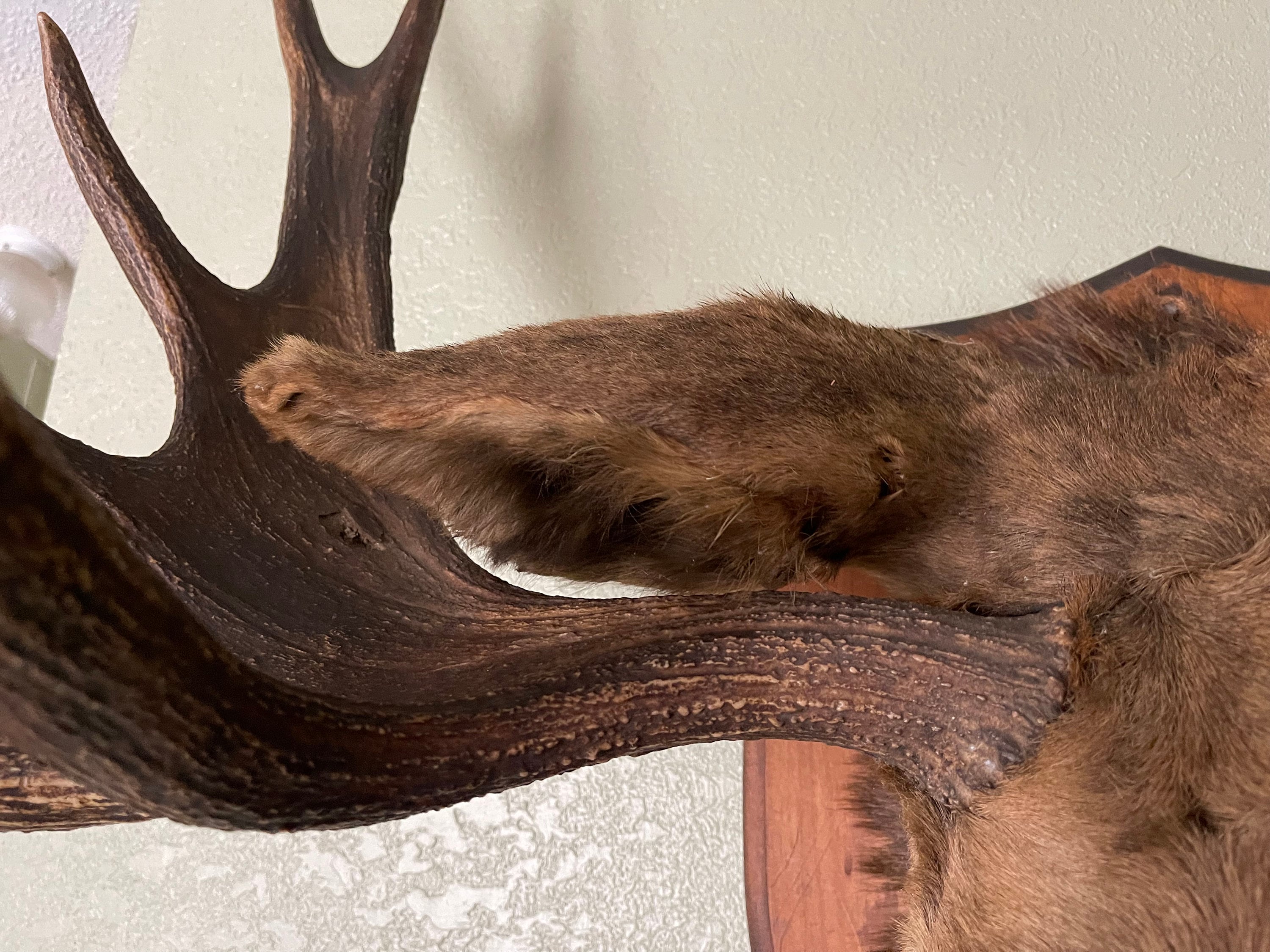 Moose Mount Taxidermy Moose wall decor vintage mount wall | Etsy