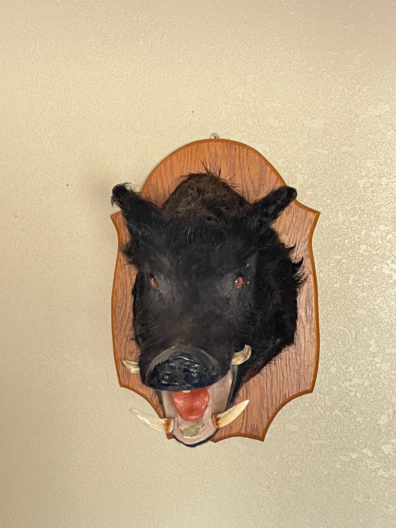 Wild Boar Taxidermy, Wild Pig Head, Vintage Taxidermy, Wild Hog Mount ...