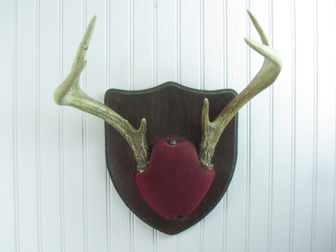 Vintage Antler Mount, Wall Decor, Wall Hanging, Hunting Lodge, Cabin ...