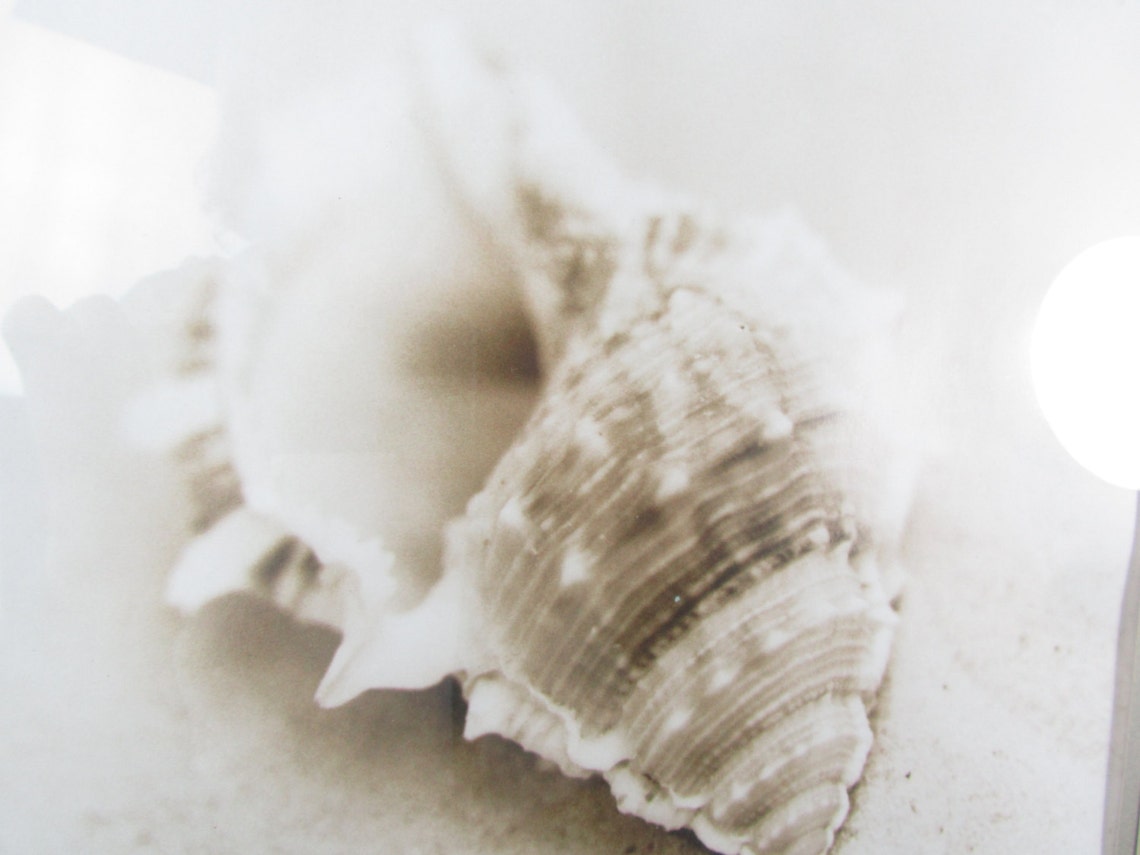 Vintage Photograph, Framed Print, Artwork, Painting,shell Picture, Sea ...