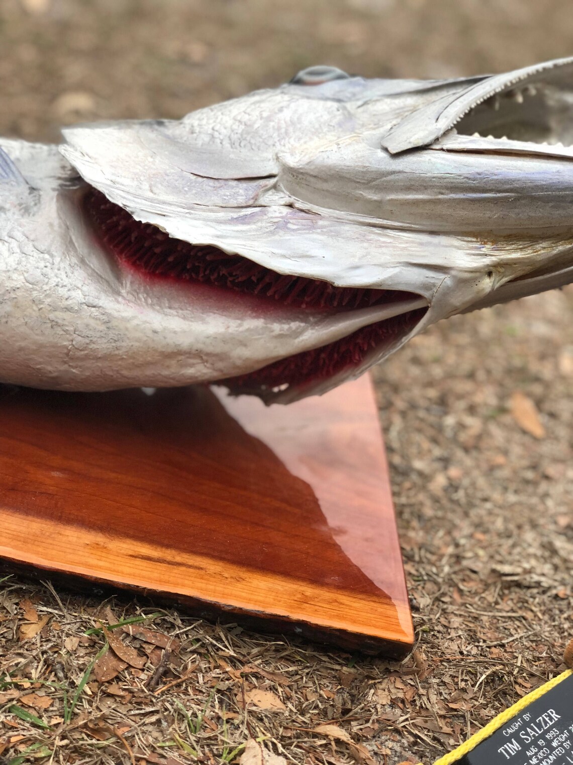 Fish Mount Natural Fish Mounts Barracudavintage Mount Wall - Etsy