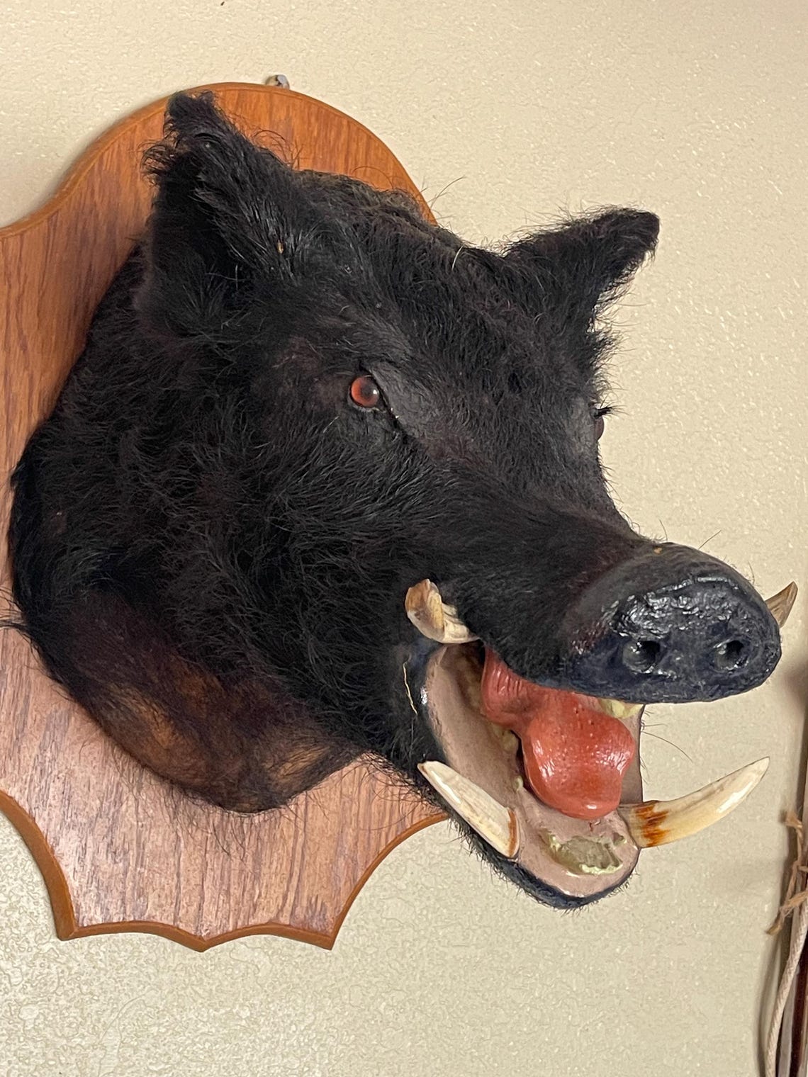 Wild Boar Taxidermy, Wild Pig Head, Vintage Taxidermy, Wild Hog Mount ...