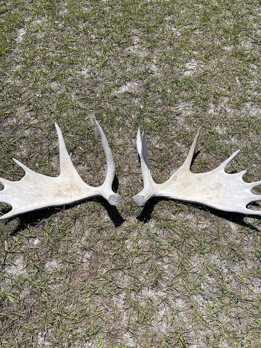 Moose Antler, Wall Decor, Wall Hanging, Hunting Lodge, Cabin Decor ...