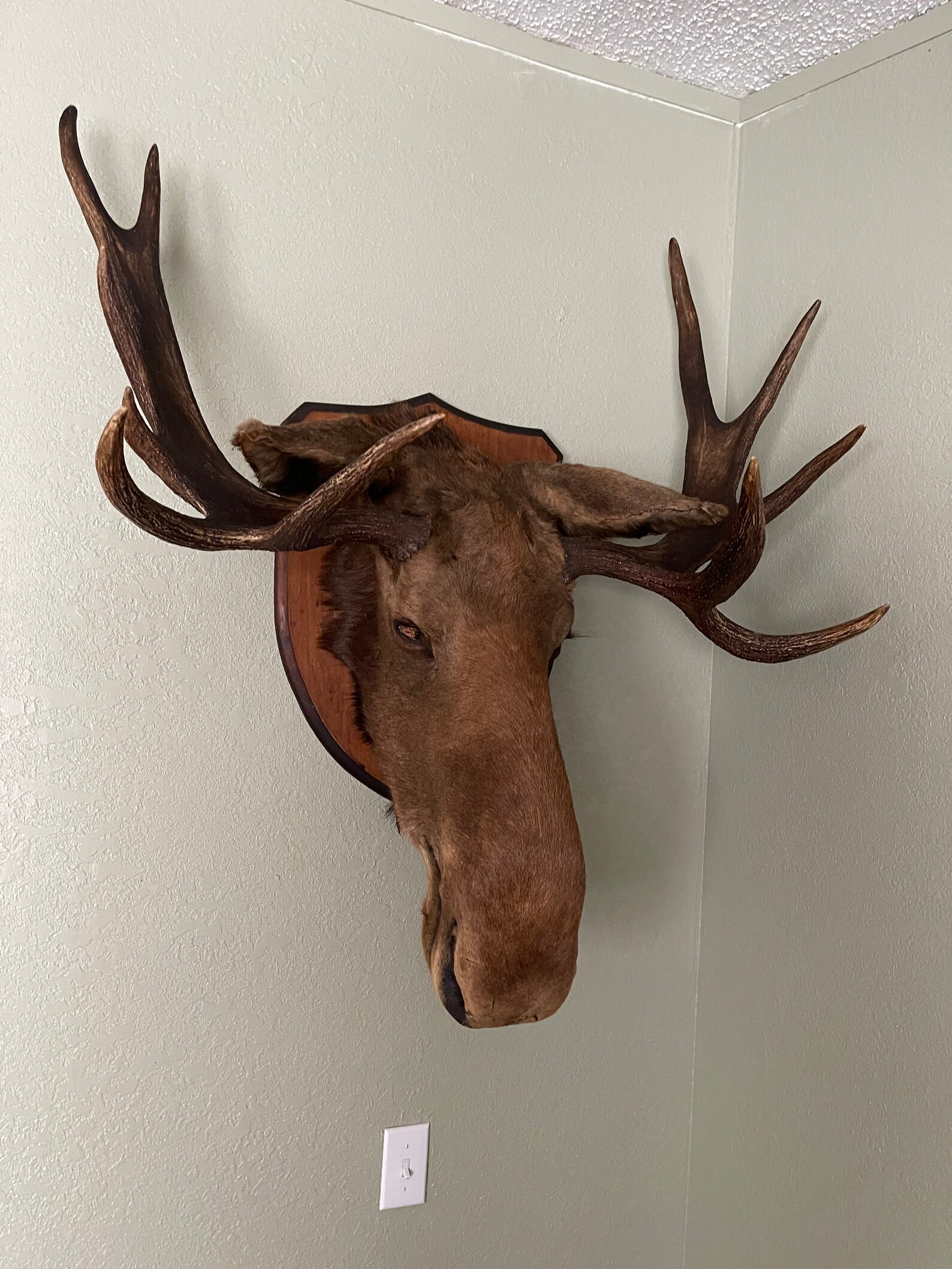 Moose Mount Taxidermy Moose Wall Decor Vintage Mount Wall - Etsy