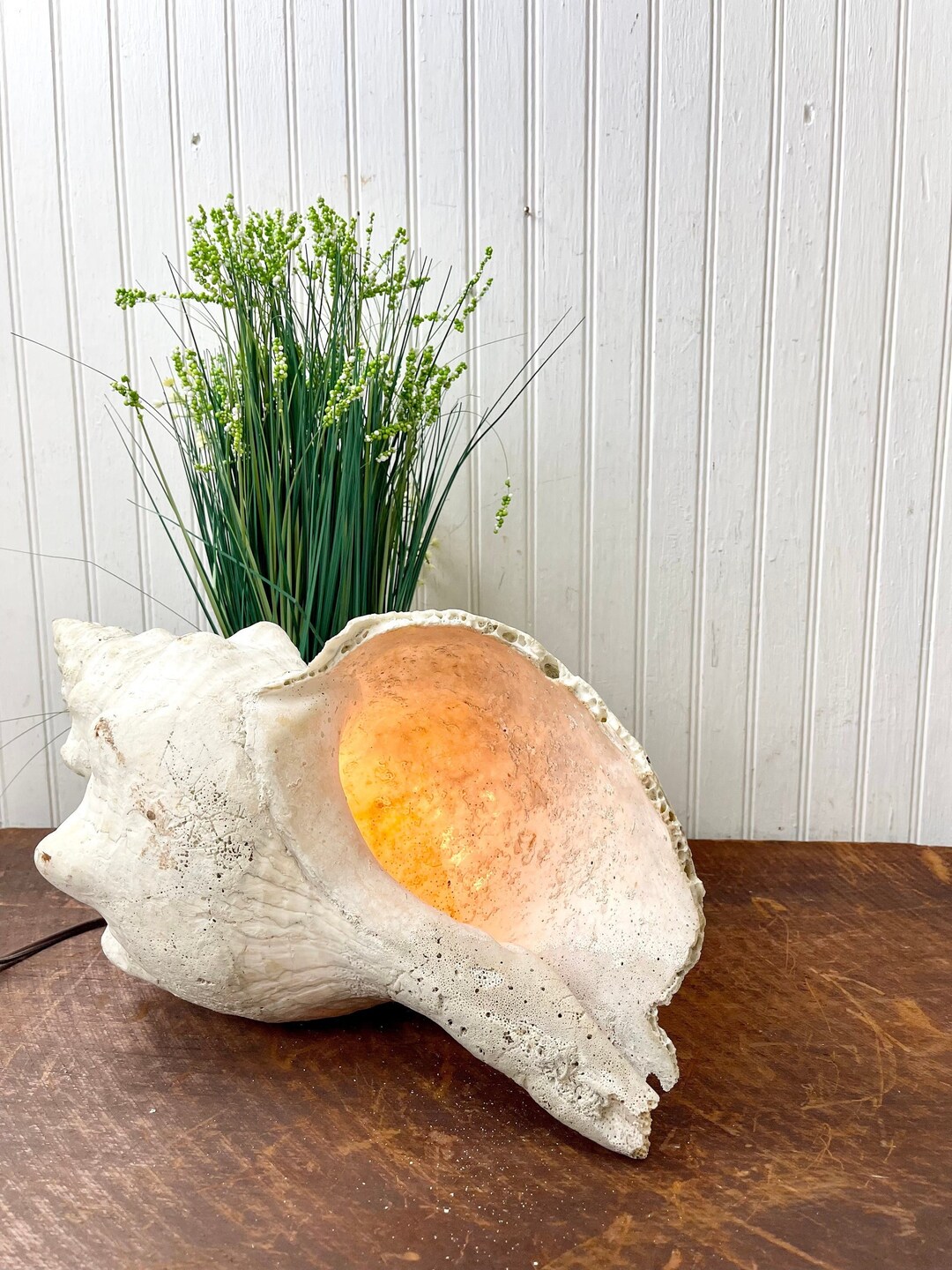 Large Sea Shell, Giant Conch Seashell, Shell Nightlight, Beach Decor ...