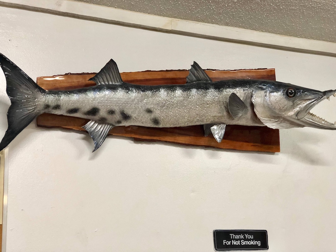 Fish Mount, Natural Fish Mounts, Barracuda,vintage Mount, Wall Decor ...