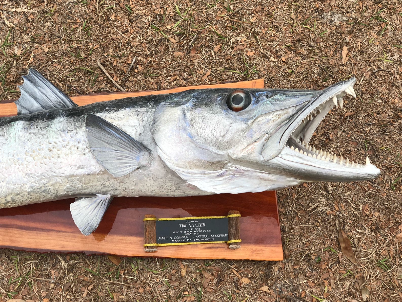 Fish Mount Natural Fish Mounts Barracudavintage Mount Wall - Etsy