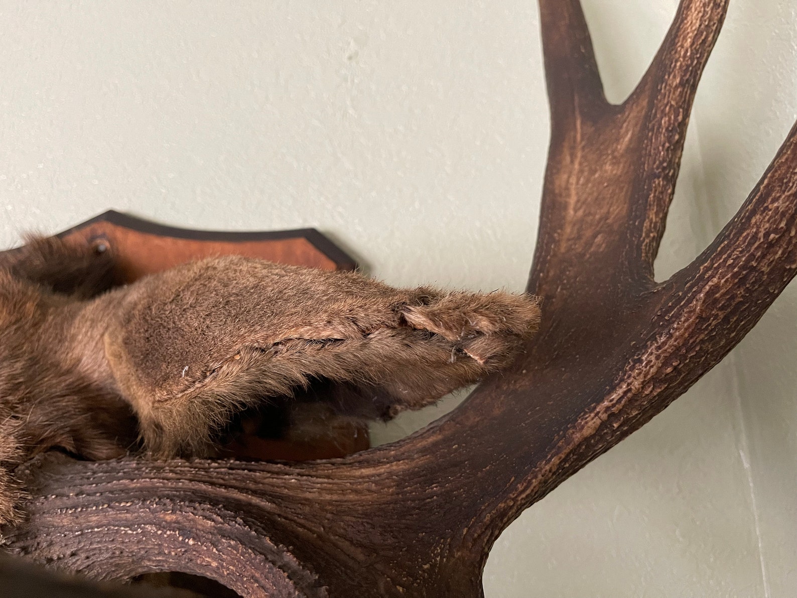 Moose Mount Taxidermy Moose wall decor vintage mount wall | Etsy