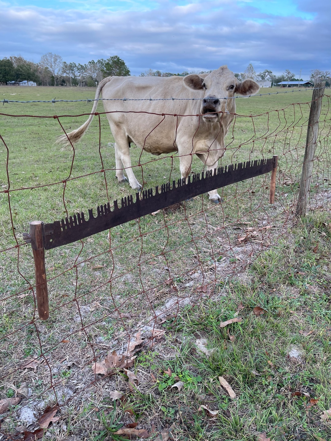 Antique Large Saw, 2 Man Saw, Lumberjack, Rusty Wall Decor, Cross Cut ...