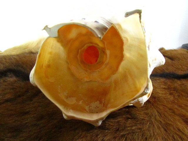 Sea Shell, Home Decor, Helmet Shell, Peach, Beach Decor, Interior ...