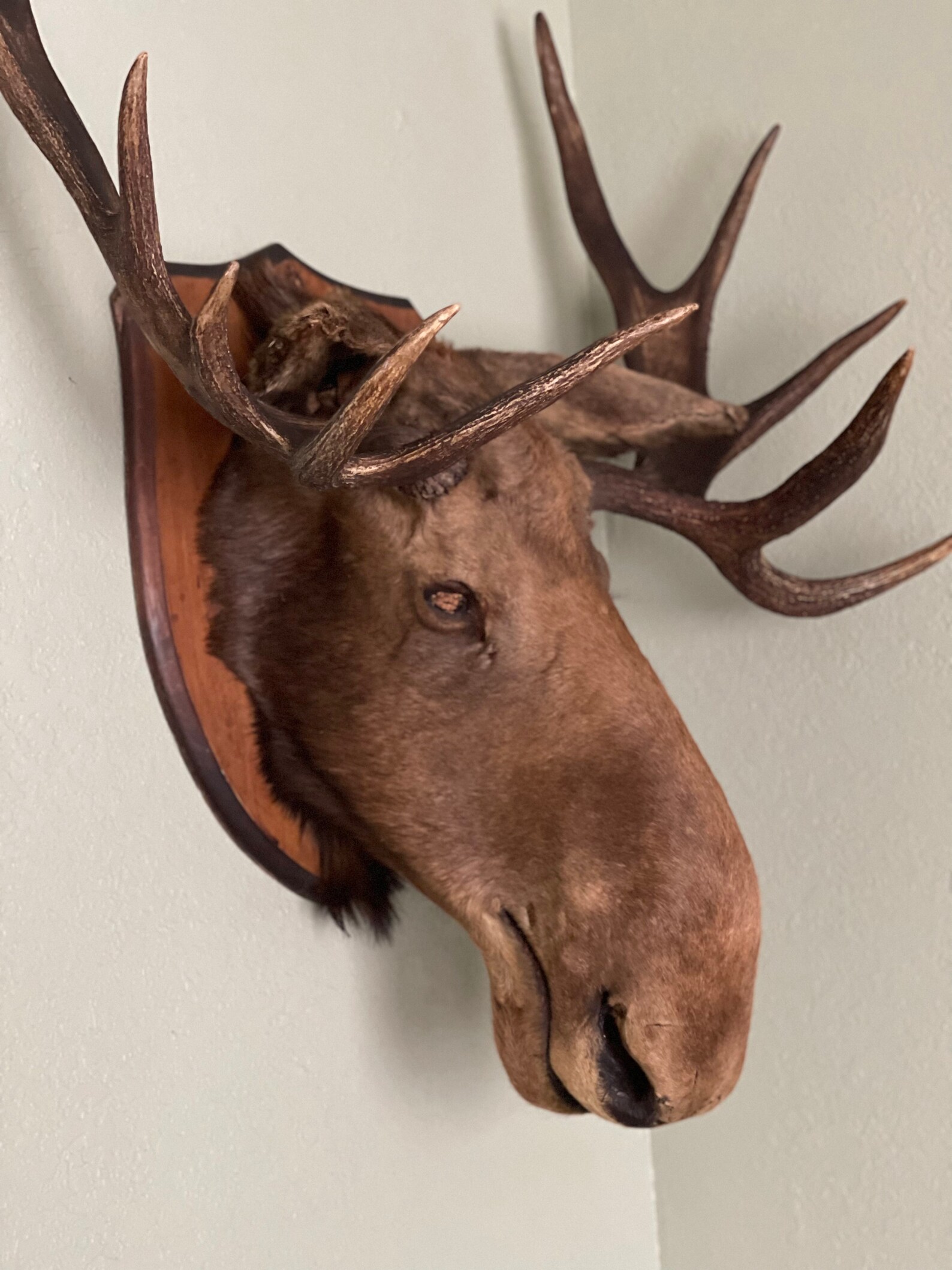 Moose Mount Taxidermy Moose Wall Decor Vintage Mount Wall - Etsy