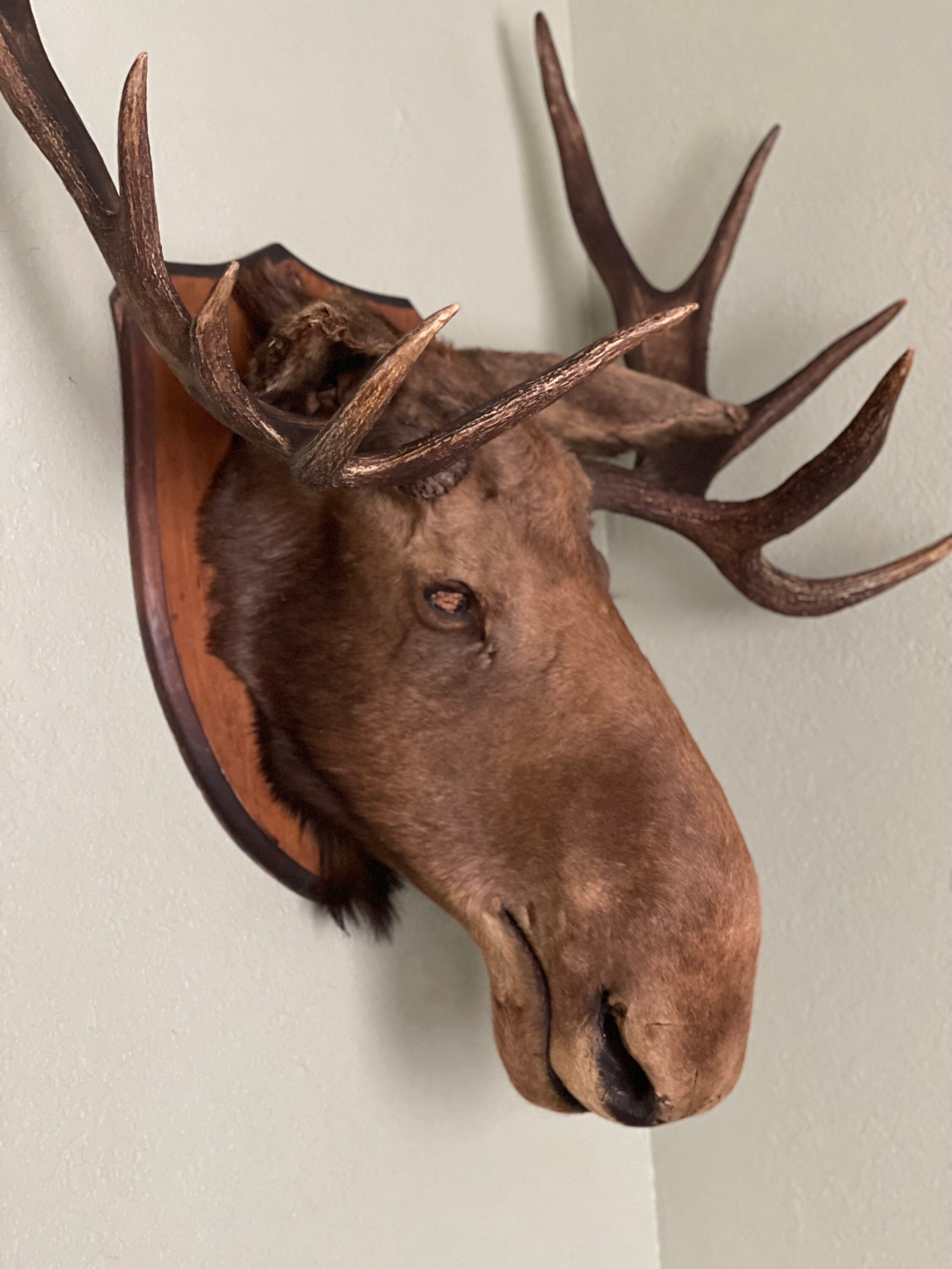 Moose Mount Taxidermy Moose wall decor vintage mount wall | Etsy