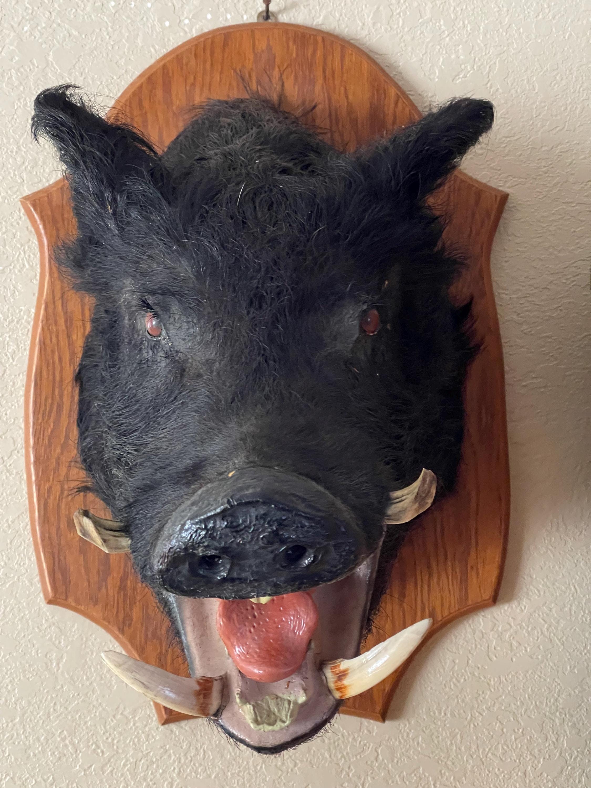 Wild Boar Taxidermy, Wild Pig Head, Vintage Taxidermy, Wild Hog Mount ...