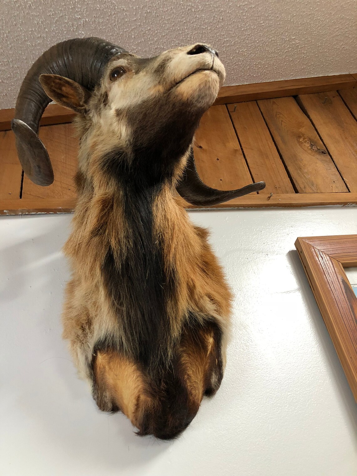 Vintage Taxidermy Sheep Mount Taxidermy Big Horn Sheep - Etsy