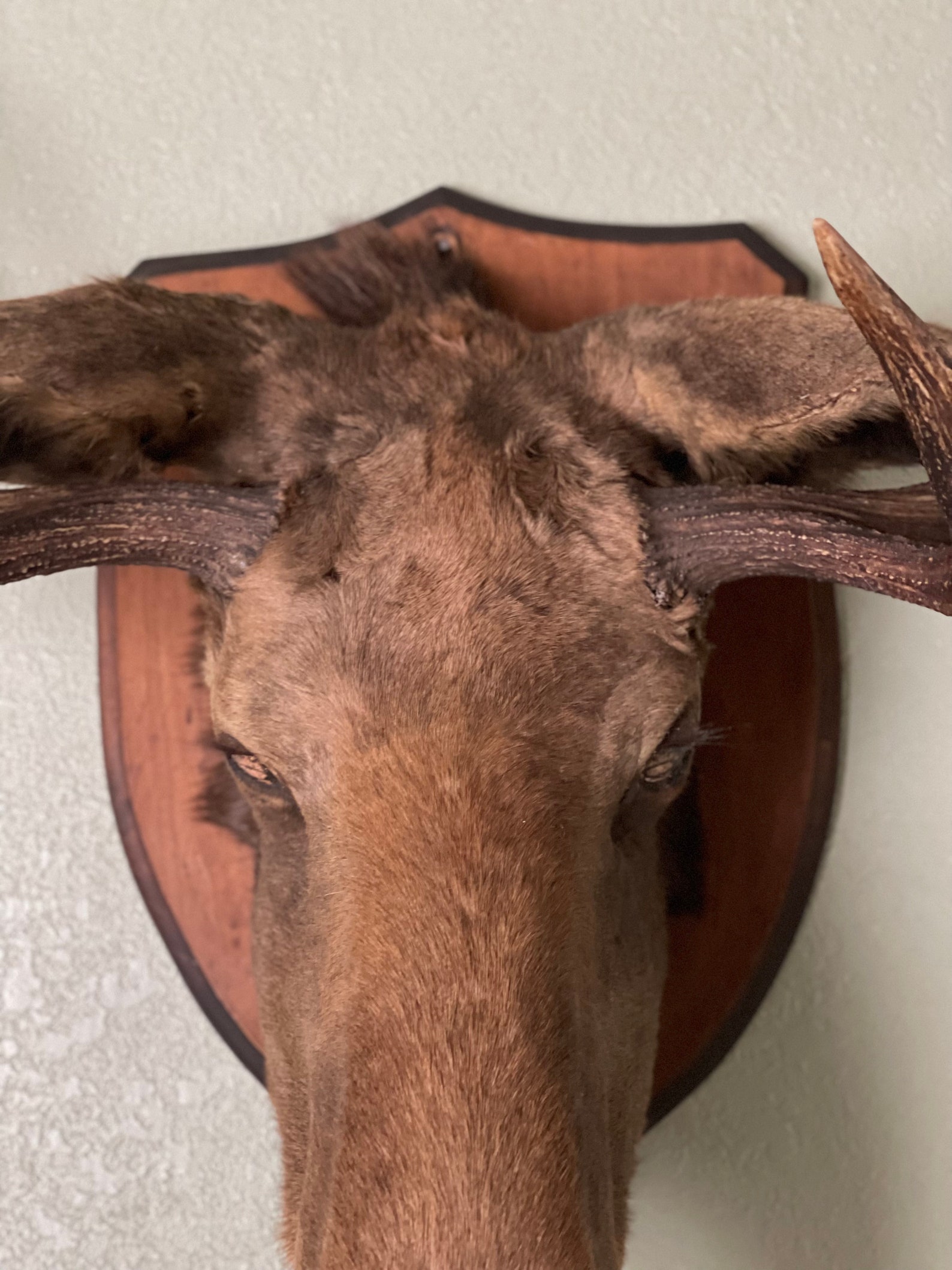 Moose Mount, Taxidermy Moose, Wall Decor, Vintage Mount, Wall Hanging ...