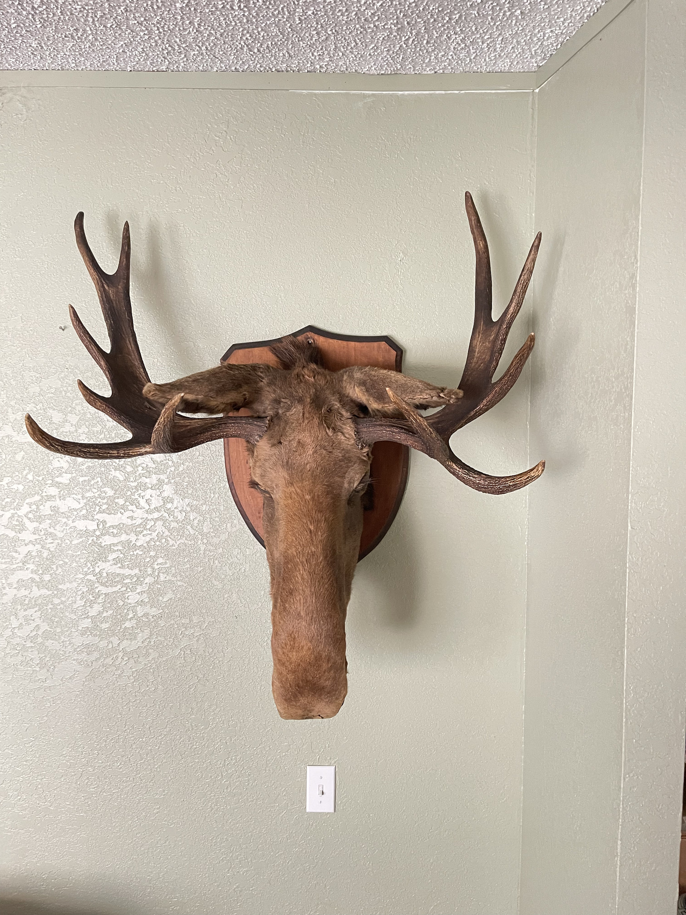 Moose Mount Taxidermy Moose wall decor vintage mount wall | Etsy