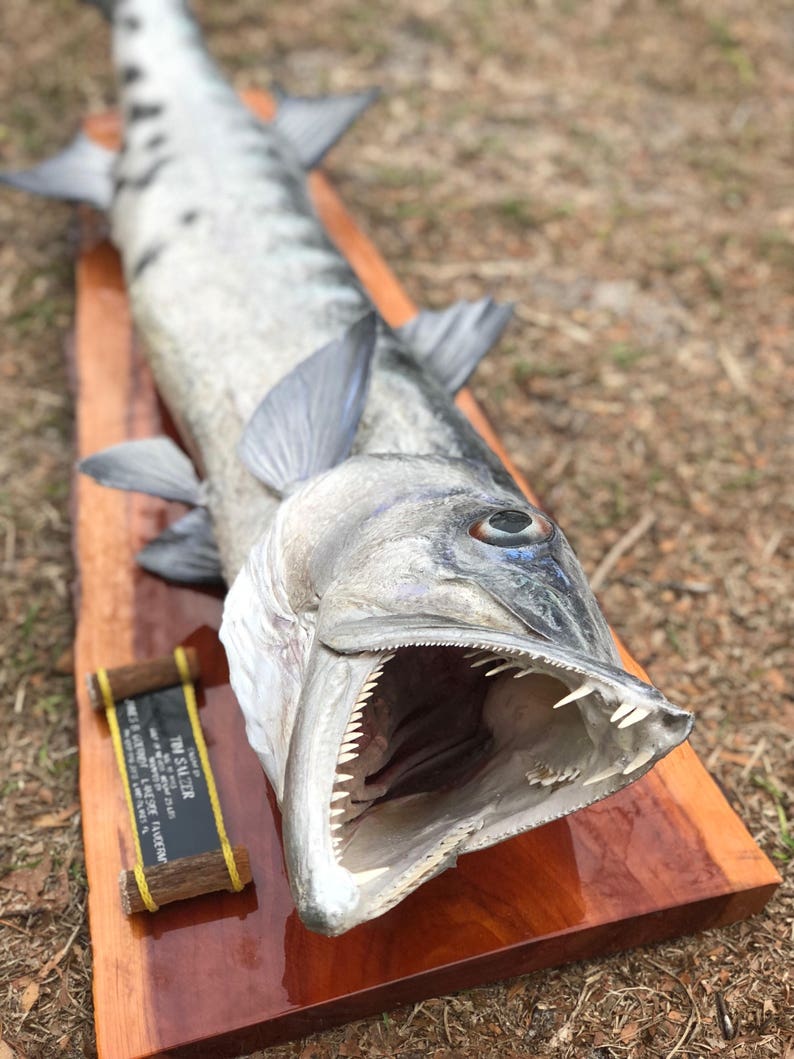 Fish Mount Natural Fish Mounts Barracudavintage Mount Wall - Etsy