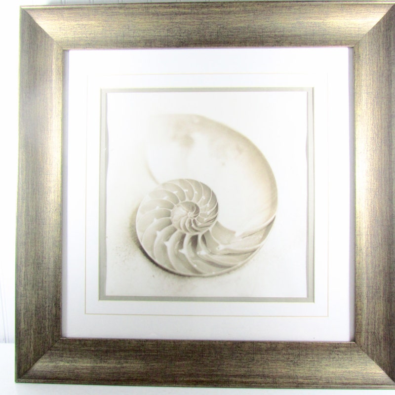 Sepia Shell Prints - Etsy