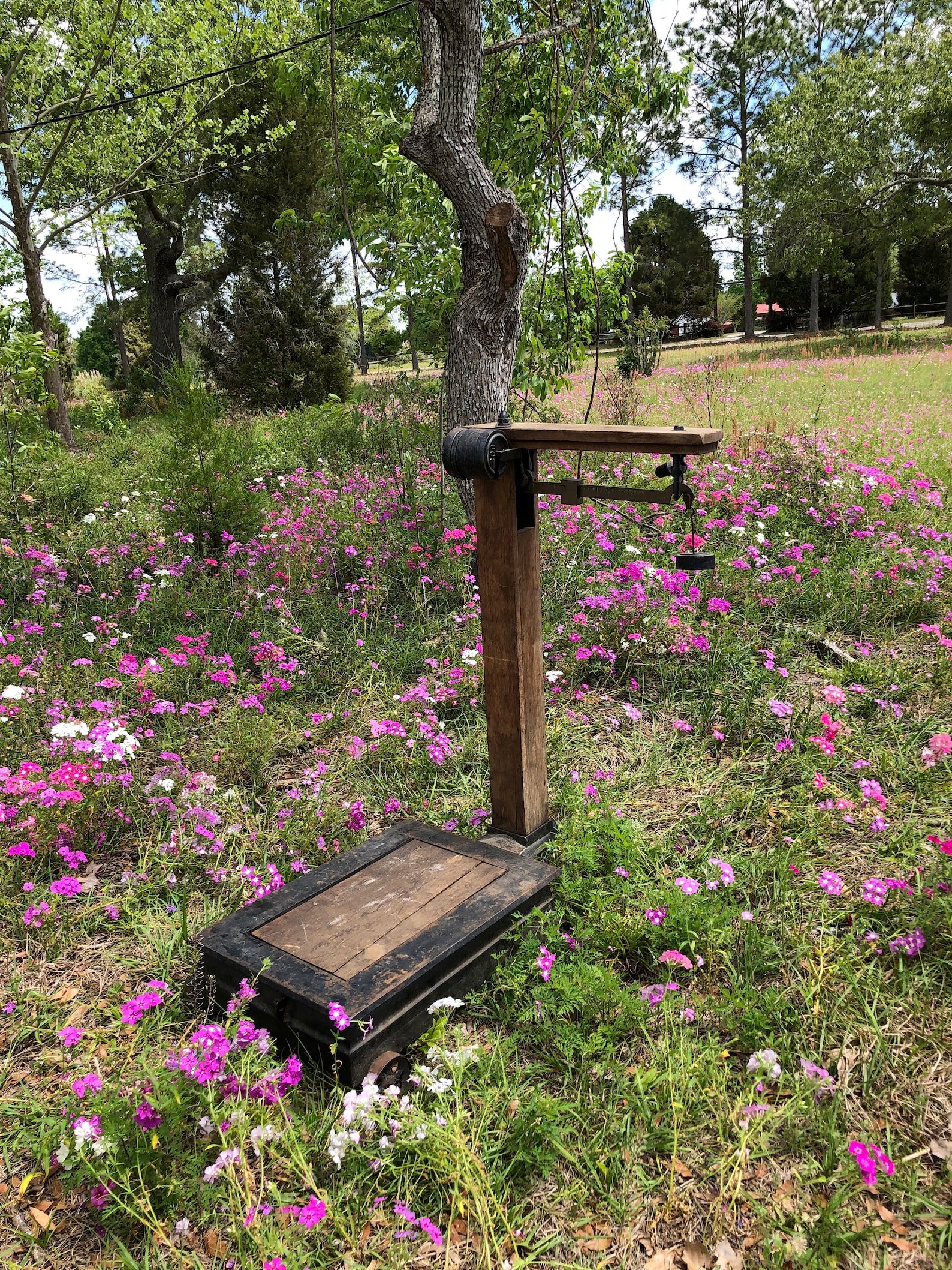 Industrial Scale, Antique Scale, Feed Store Scale, Platform Scale ...