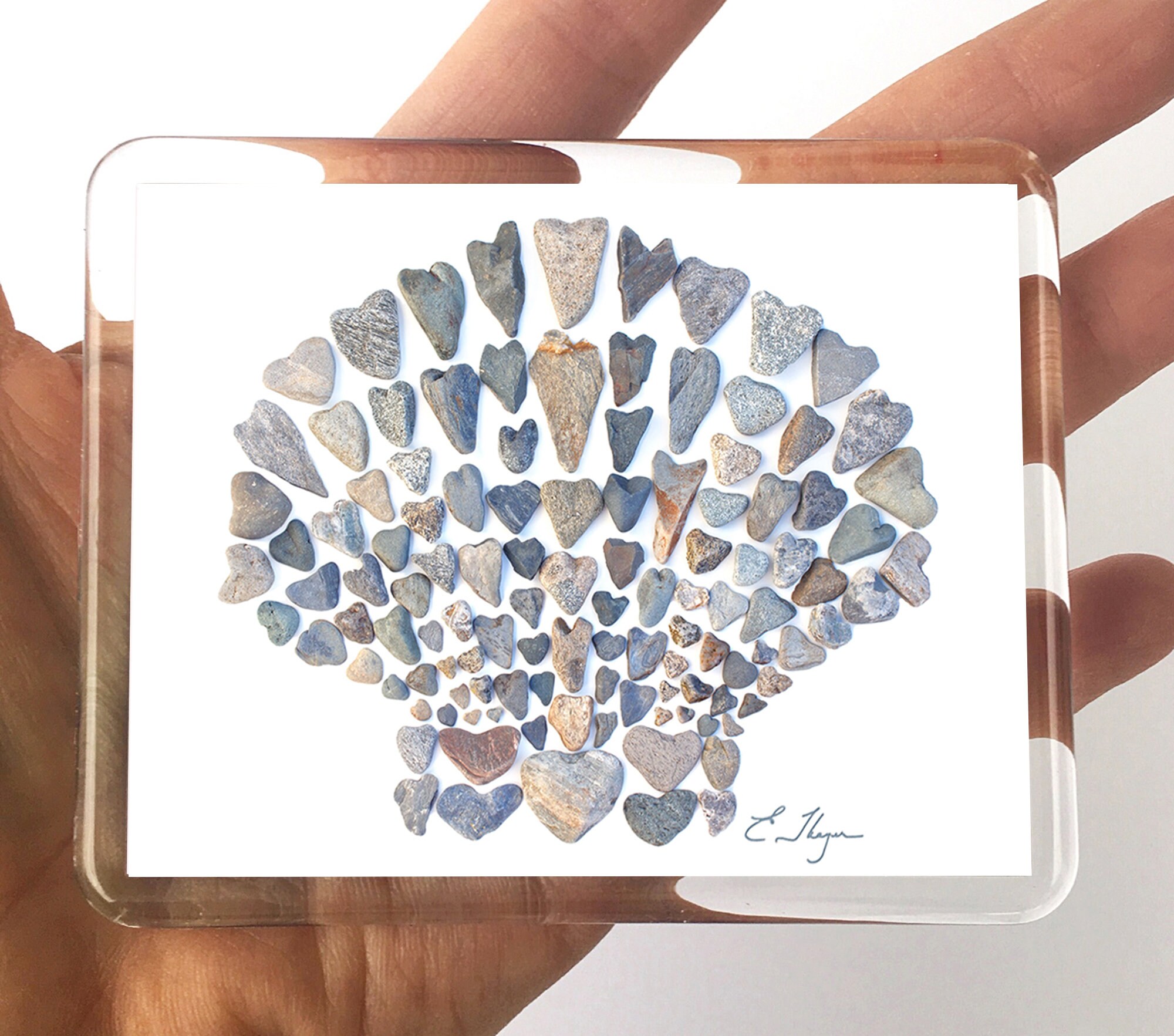 Scallop Shell Magnet Seashell Magnet Scallop Shell Art - Etsy UK