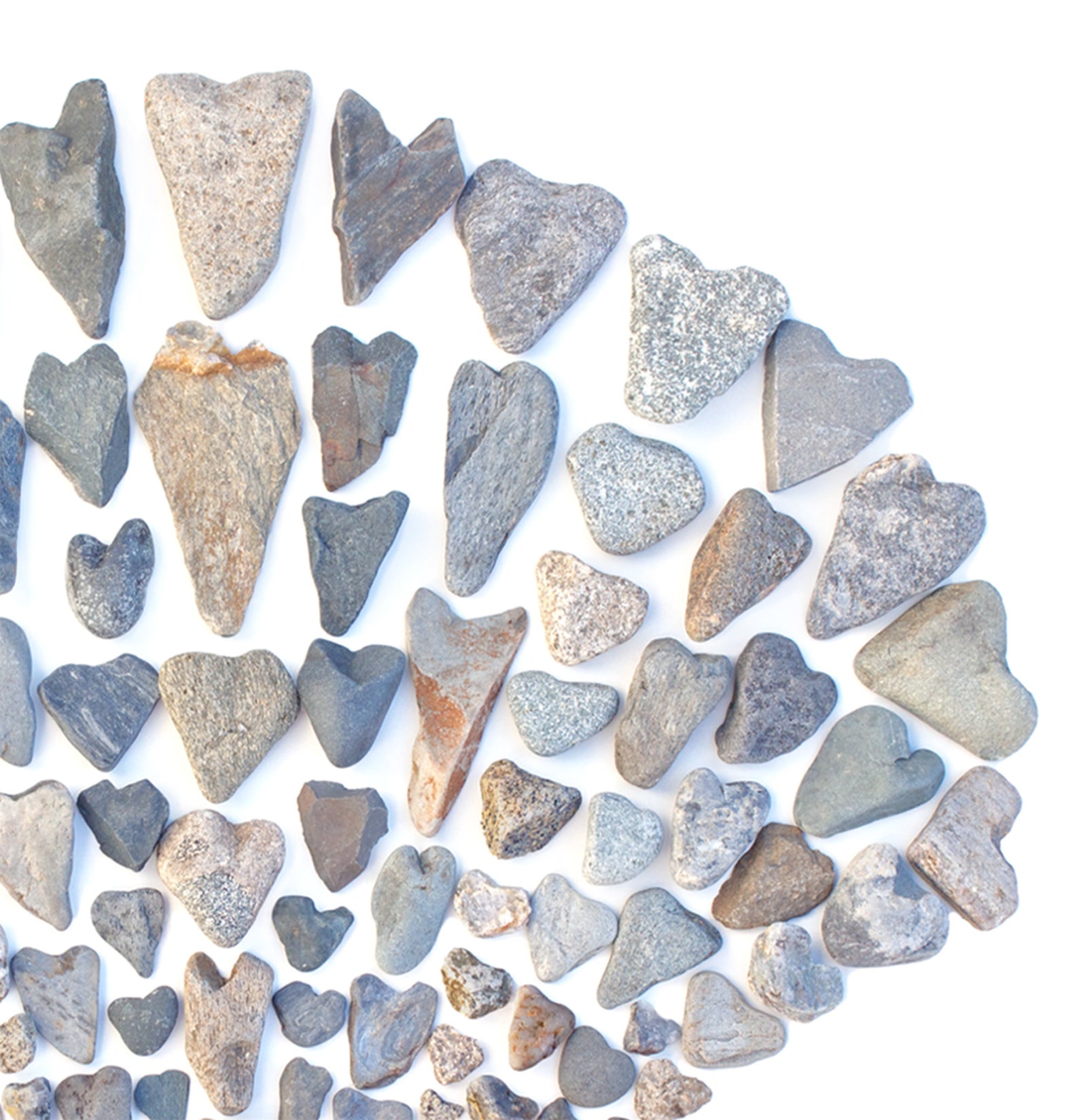 Scallop Shell Art Print, Shell Wall Art, Coastal Art Print, Coastal ...