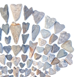 Scallop Shell Art Print, Shell Wall Art, Coastal Art Print, Coastal ...