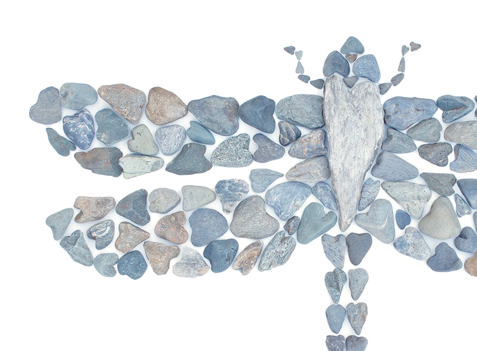 Dragonfly Magnet Insect Magnet Nature Magnet Dragonfly - Etsy