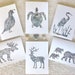 Wildlife Cards, Wildlife Note Cards, Wildlife Card Set, Moose Card ...