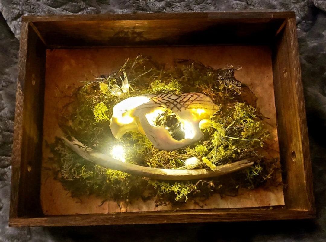 Beaver and Beetle Light up Oddities Box - Etsy