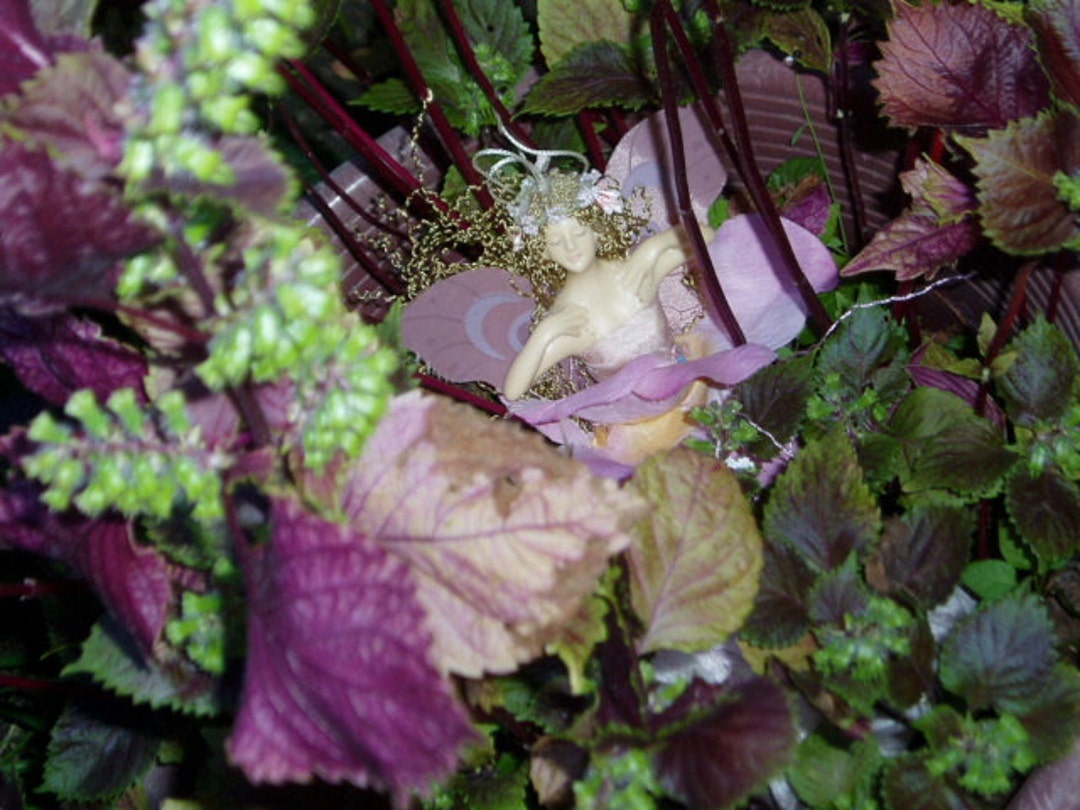 Fairy in Hiding Original Kate Perrin Unique Photo Quips - Etsy