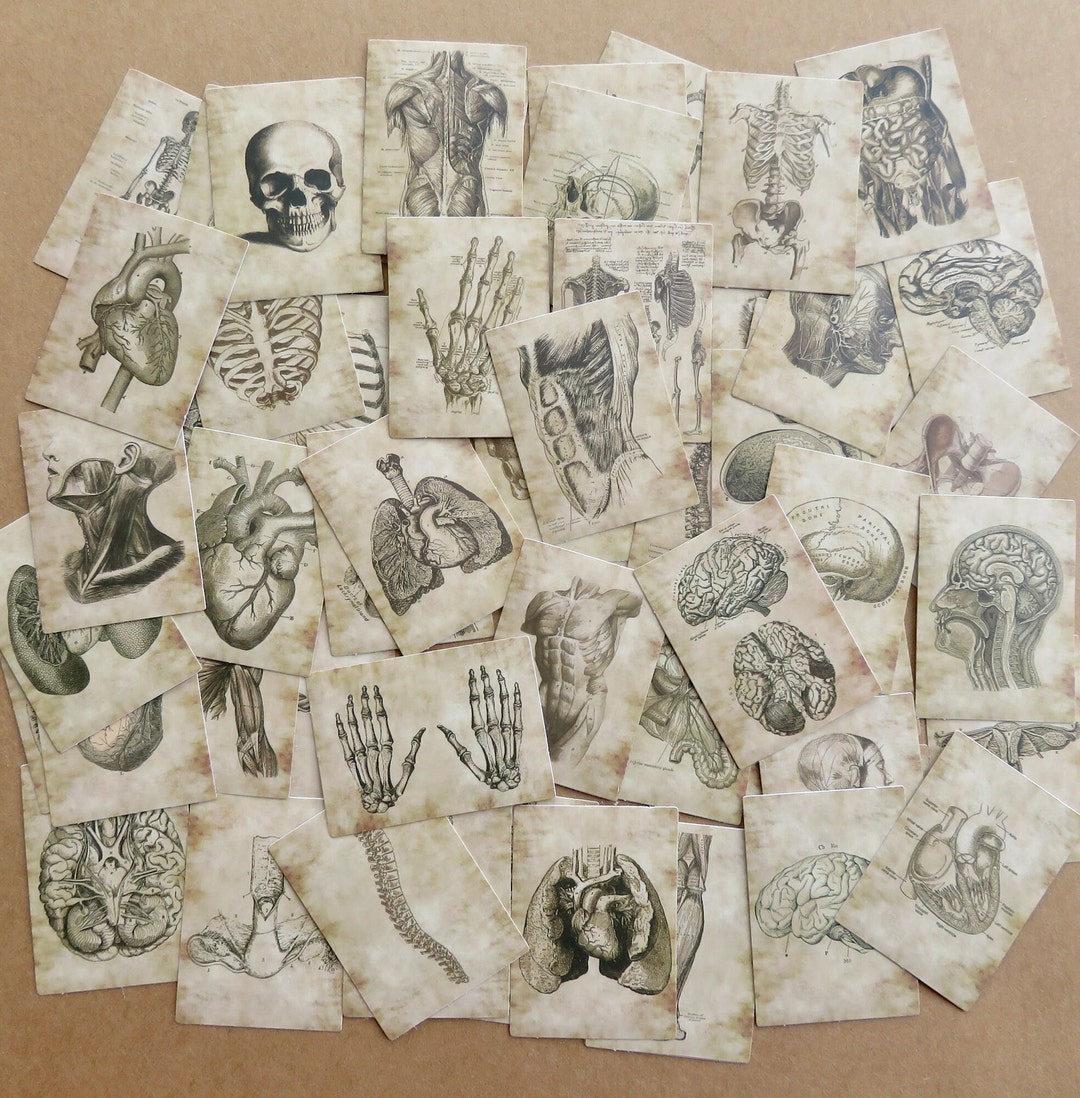 56 Anatomy Physiology Stickers, Science Skeleton Skull Goth Stickers ...