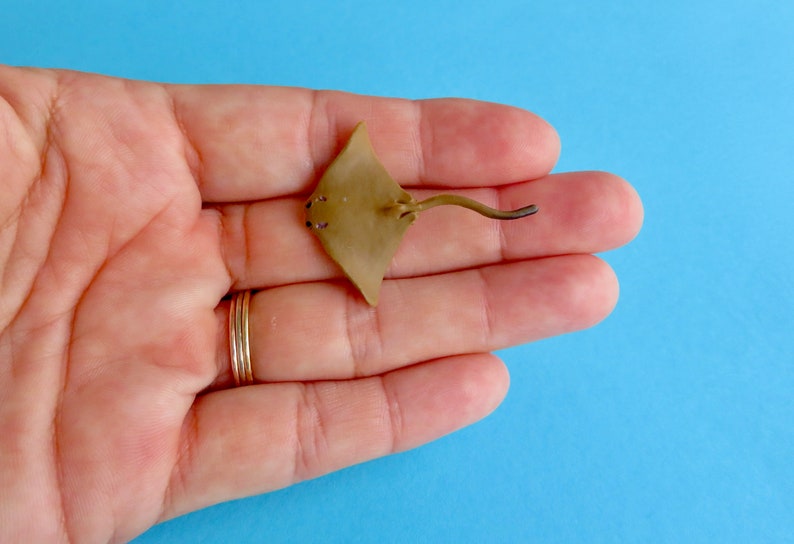 Miniature Cownose Stingray - Mini Ocean Terrarium Supplies - Teeny Tiny ...