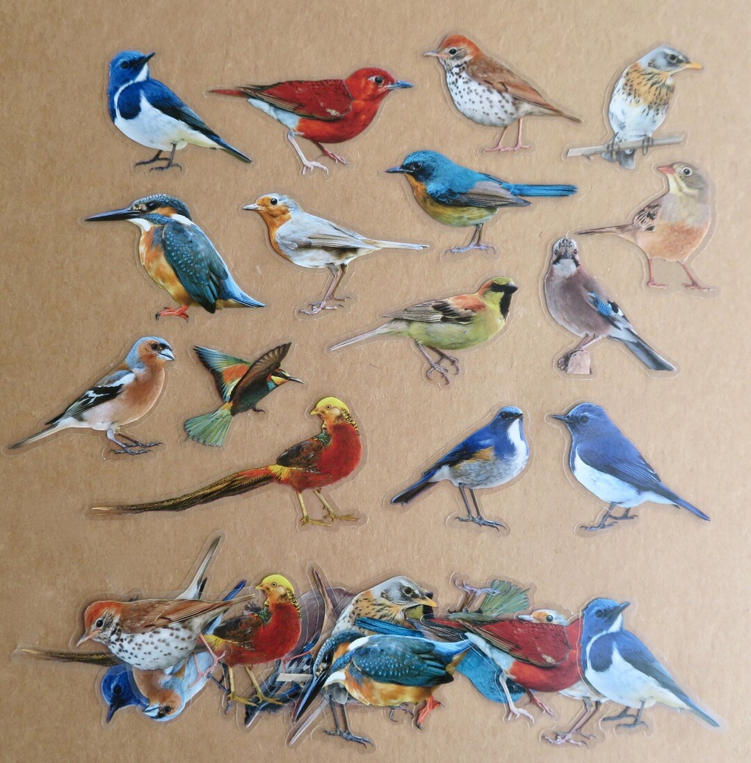 30 Song Large Bird Stickers, Birding Ornithology Realistic Bird Planner ...