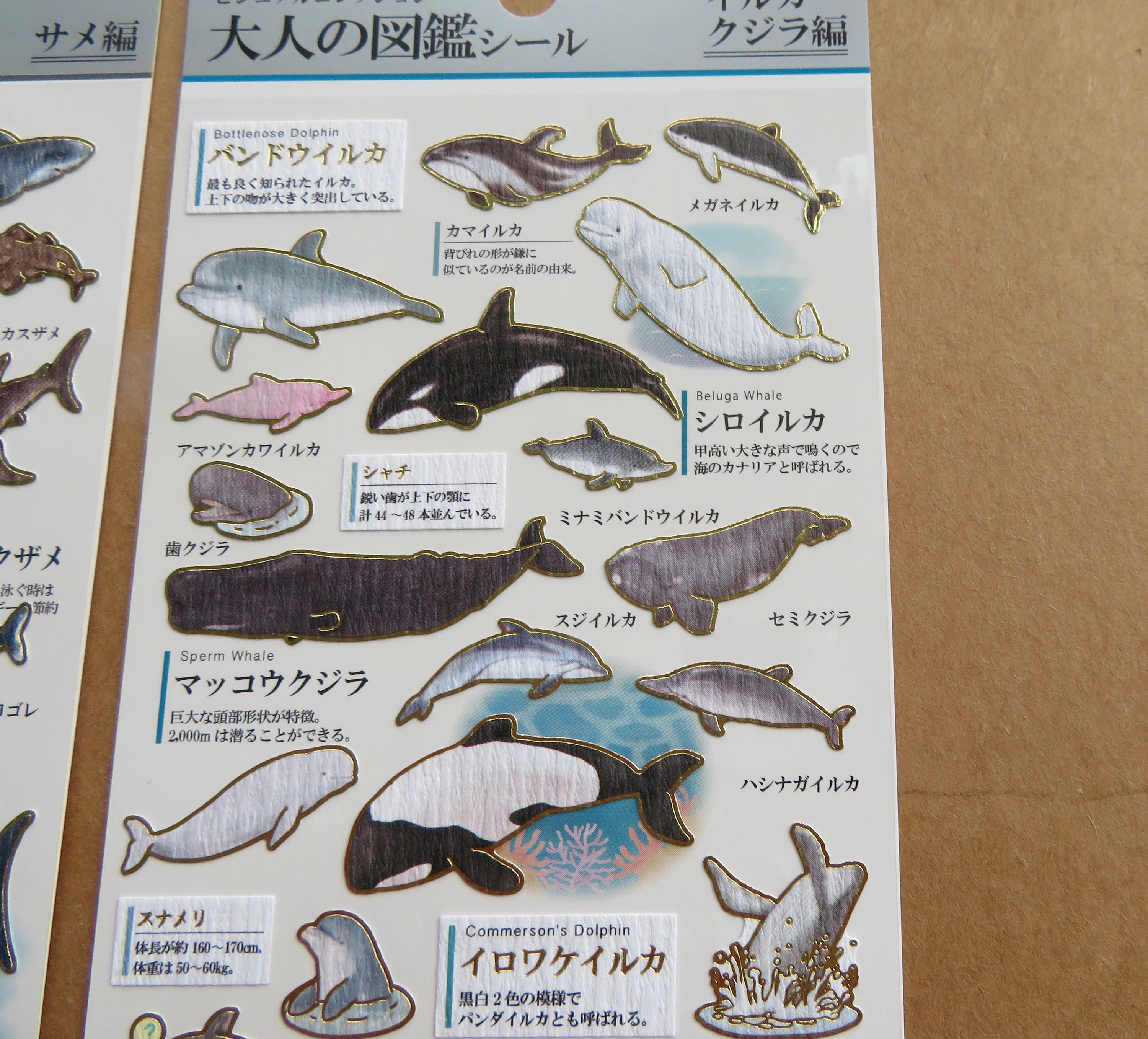 Kamio ADULT VISUAL DICTIONARY Stickers, Shark Dolphin & Whale Stickers ...