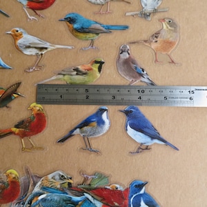 30 Song Large Bird Stickers, Birding Ornithology Realistic Bird Planner ...