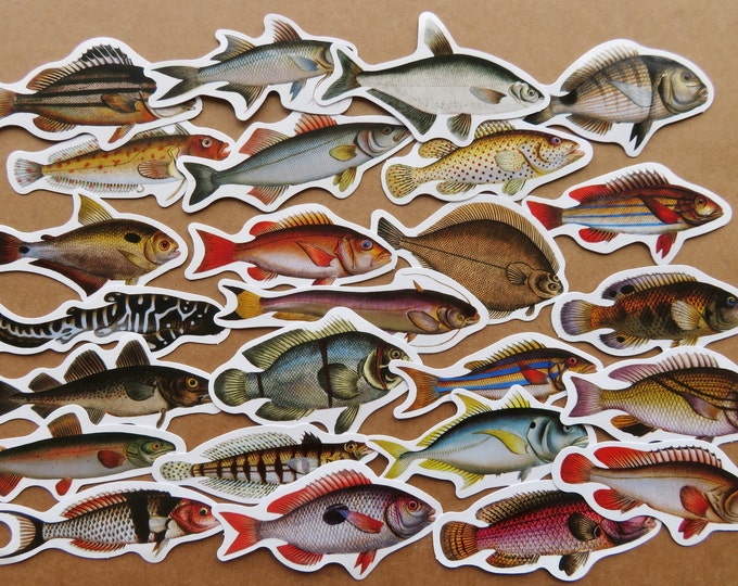 25 Illustrated Fish Stickers, Aquatic Fish Planner Journal Scrapbooking ...