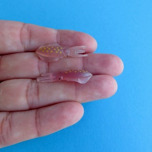 Miniature Squid - Mini Oceanterrarium Supplies - Teeny Tiny Sea ...