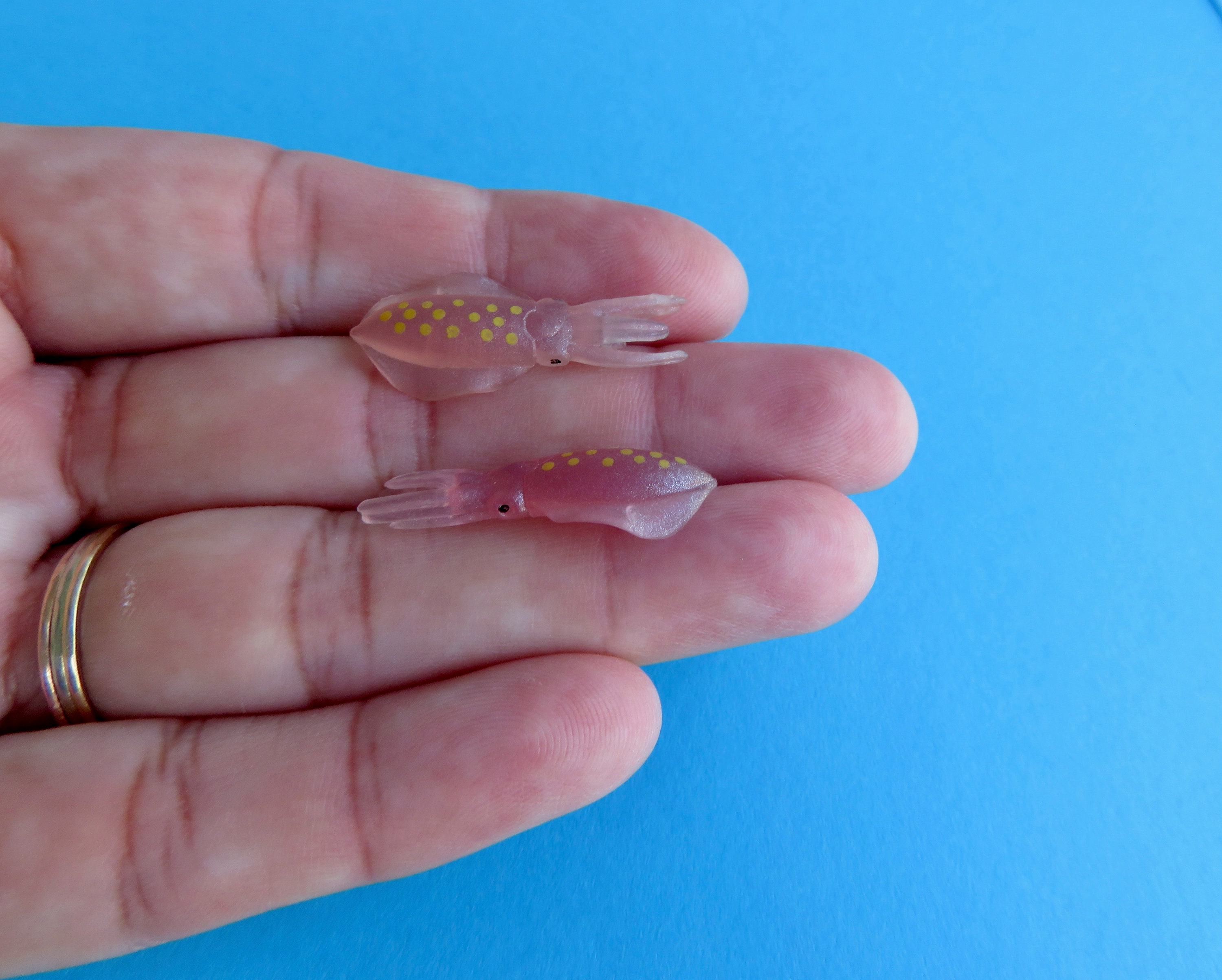Miniature Squid - Mini Oceanterrarium Supplies - Teeny Tiny Sea ...