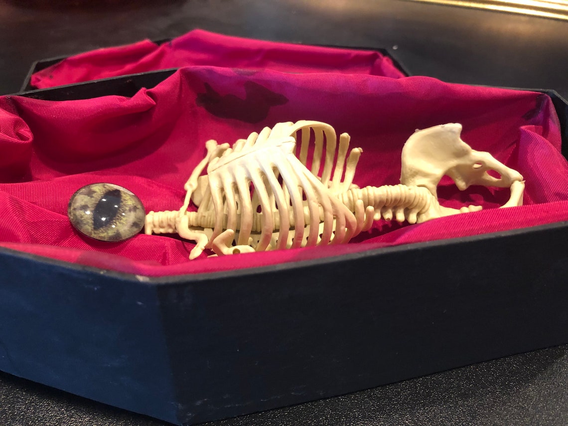 STEAMPUNCK GOTHIC ODDITY Cyclops Eyed Torso Skeleton in a Coffin ...